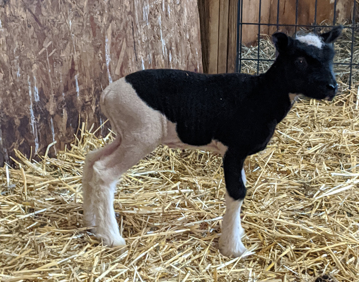 Thetus's Breeding Group – Whispering Pines Farm