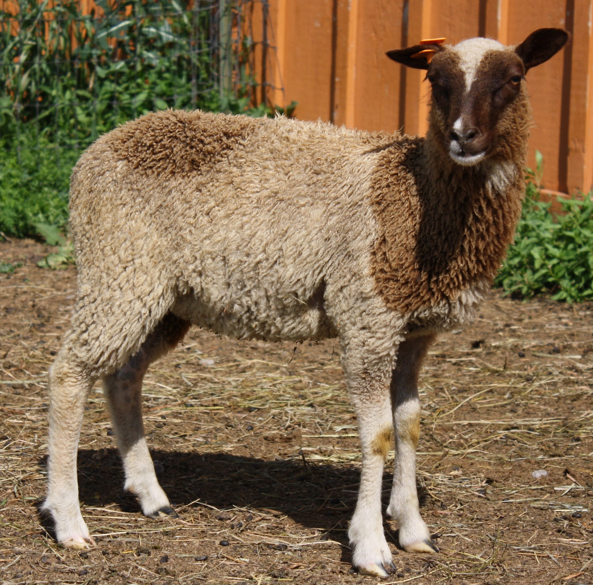 Moorit Curly Wool Locks - Matilda- 3.21 oz – Whispering Pines Farm